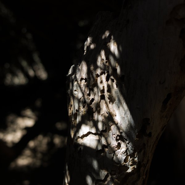 Dust & Shadow | FoAM