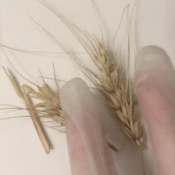 Firebreak Banana Bread: An Edible Timeline | FoAM