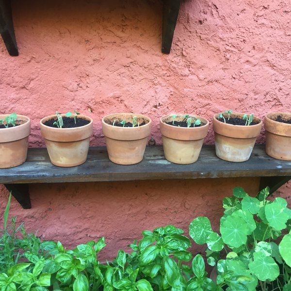 Gardening in Isolation | FoAM